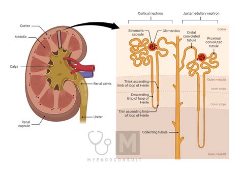 💧 Whats A “water Pill” Understanding Loop Diuretics And Their