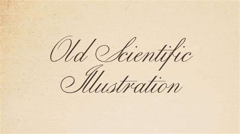 Old Scientific Illustration Font Dafont Free