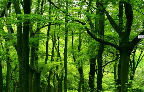 养护树木有哪些方法呢（全集）？ 花百科