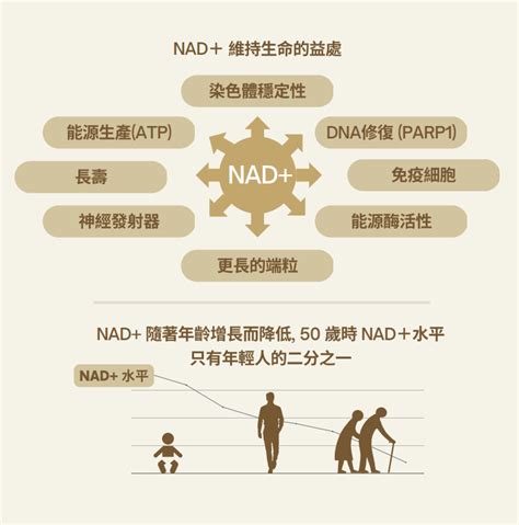 Nmn 修復受損 Dna 細胞 Ubetter 脂質體 Nmn 靈芝 創新科技 提升細胞吸收率高達90以上