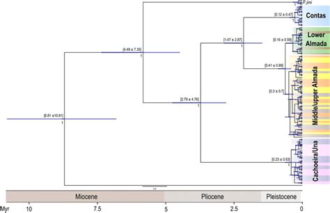 Timetree For Parotocinclus Cristatus Based On Coi Dataset The Download Scientific Diagram