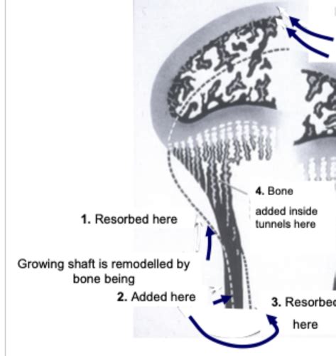 14 Bone Adaptation To Load Flashcards Quizlet