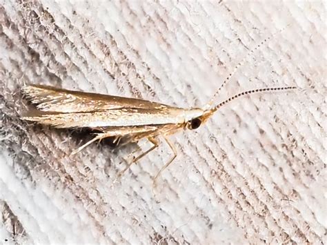 Coleophora Sp Insects