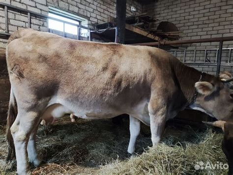 Корова высокоудойная Швиц купить в Лысково Животные и зоотовары Авито