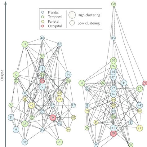 Pdf Complex Brain Networks Graph Theoretical Analysis Of Structural And Functional Systems