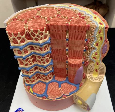 Neuromuscular Junction Nmj Model Terminology For German Studies