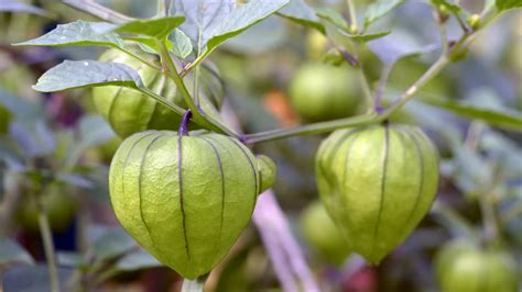 When To Harvest Tomatillos Signs Theyre Ready Farmers Tips