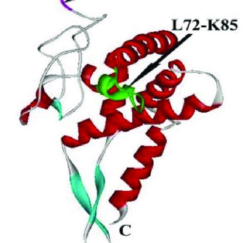 A Sequence Alignment Produced By Clustalx Of Homo Sapiens Rattus