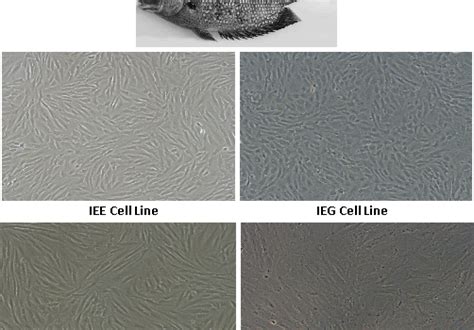 Fish Cell Lines Aquatic Animal Health Laboratory