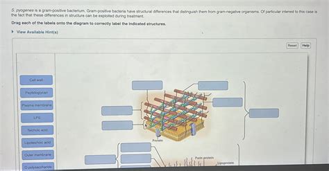 Solved S ﻿pyogenes Is A Gram Positive Bacterium