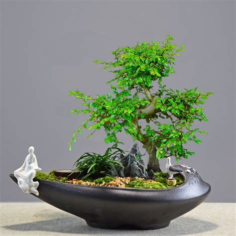 临水式盆景榆树 榆树临水式盆景 临水式盆景图片榆树 文秘苑图库