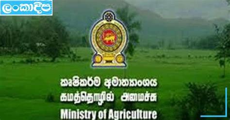 අපනයන බෝග ආදායම ඩොලර් මිලියන 1118 06ක් වෙයි Lankadeepa Online