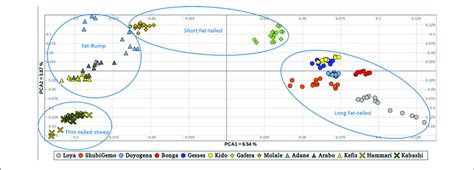 Distribution Of Genetic Variation Among The East African Sheep Download Scientific Diagram