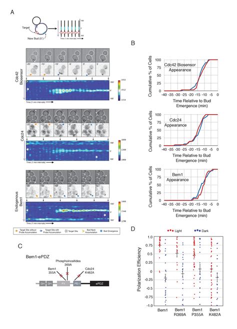 Cell Cycle Entry Triggers A Switch Between Two Modes Of Cdc42 Activation During Yeast