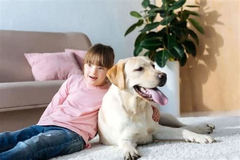 Pointer Labrador Mixes A Complete Guide With Pictures Embora Pets Labrador Mix Labrador