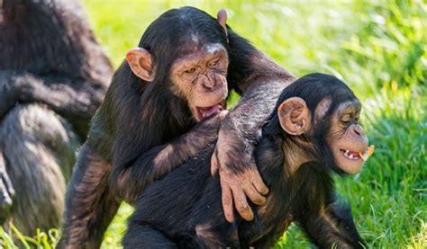 Rainforest Chimpanzee Facts Information And Pictures