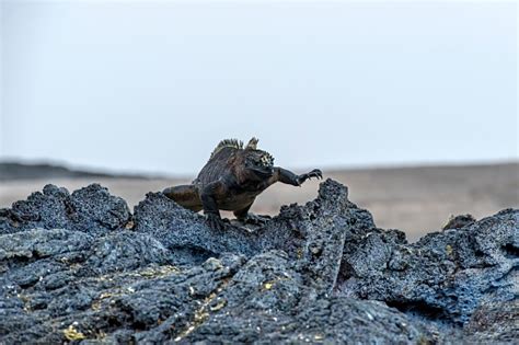 바다 도마뱀 용암 필드를 통해 이동 갈라파고스 제도 에콰도르 남미 갈라파고스 군도에 대한 스톡 사진 및 기타 이미지 Istock