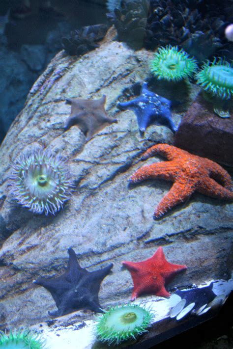 Echinoderms And Cnidarians By Katebait On Deviantart