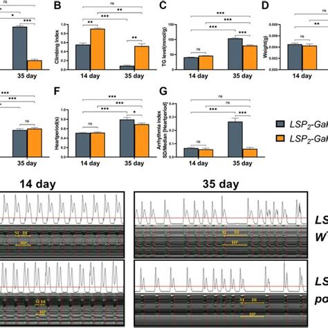 Effects Of Fat Body Uas Apolpp Rnai On Arrhythmia And Lipid Metabolism Download Scientific