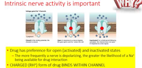 Local Anesthesia Flashcards Quizlet