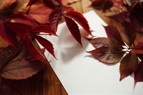 붉은 단풍과 나무 배경에 텍스트 공간이있는 빈 종이 가을 배경 구성 단풍에서 정물 0명에 대한 스톡 사진 및 기타 이미지 0명 10월 11월 Istock