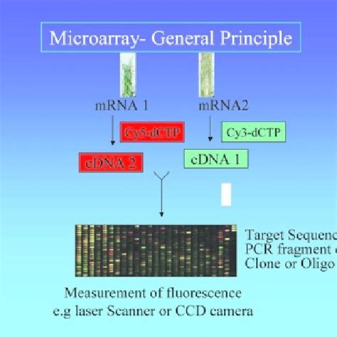 Microarray General Functional Principle Download Scientific Diagram