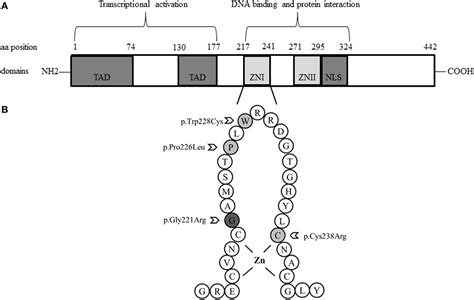 Frontiers Gata4 Variants In Individuals With A 46xy Disorder Of Sex