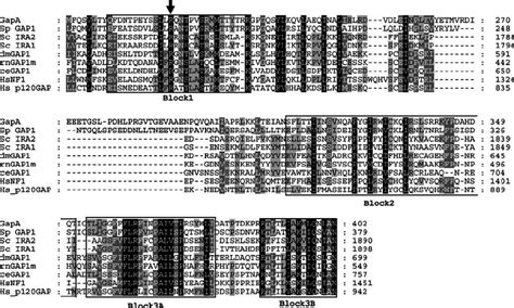 multiple sequence alignment including representative fungal and