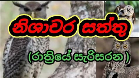 නිශාචර සත්තු රාත්‍රියට සැරිසරන සත්තු Youtube