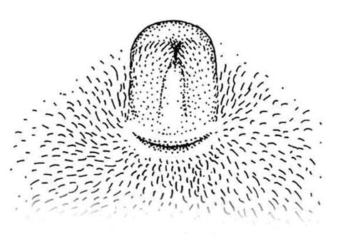 Signs Of Estrus In Lorises And Pottos