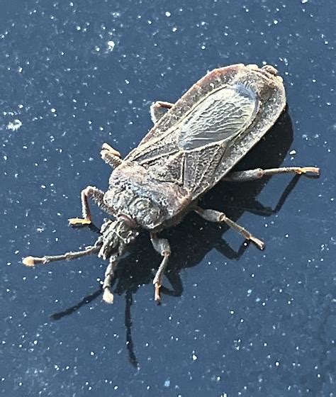 Hemipteran Brachyrhynchus Membranaceus Bugguide Net