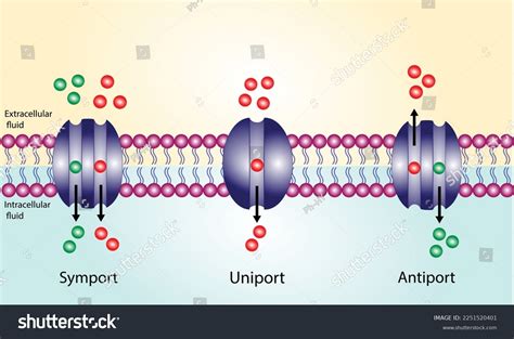 Membrane Transporters Ions Molecules Across Cell Stock Vector Royalty