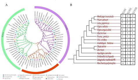 Figure 3 From Genome Wide Identiﬁcation And Expression Analysis Of The