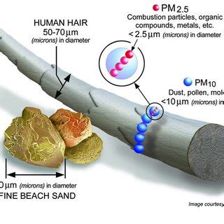 Particulate Matter And Human US EPA 2016 Download Scientific Diagram