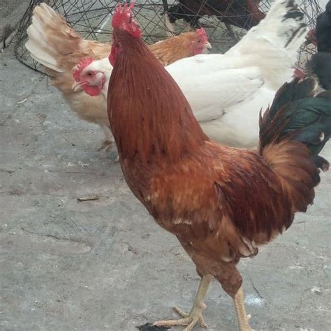 Golden Misri Murgha For Sale Hens 1099980005