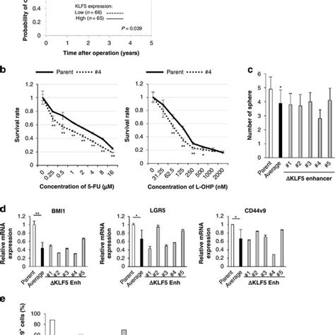 The Deletion Mutants Of The Klf5 Enhancer Show Decreased Cancer Download Scientific Diagram