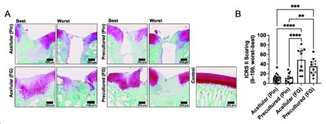 Evaluation Of Implant Fixation Methods Via Safranin Ofast Green