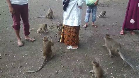 Monyet Lucu Banget Bikin Ngakak Video Monyet Youtube