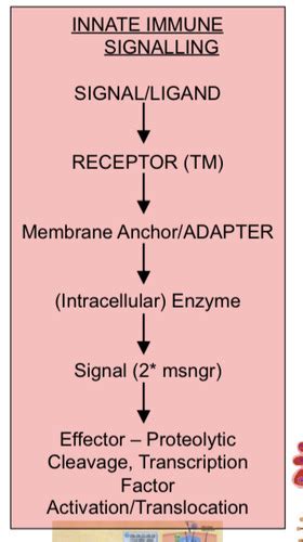 Cell Signalling Flashcards Quizlet