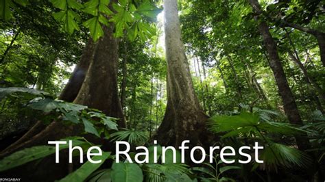rainforest idl topic planner first second level teaching resources
