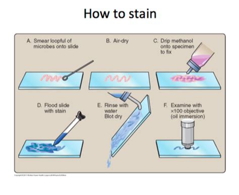 Lab 3 Quiz Prep Flashcards Quizlet