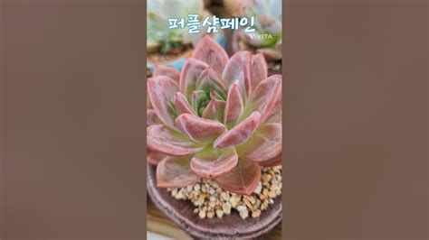 박서진붉은입술shorts 곱게 물든 퍼플샴페인 Youtube