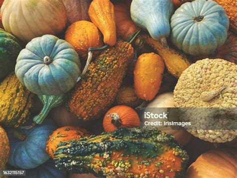 여러 가지 빛깔의 호박 호박 조롱박이 쌓인 가을 배경 추수감사절과 할로윈 휴일을 위해 바로 위에서 촬영한 다채로운 야채 질감 0명에 대한 스톡 사진 및 기타 이미지 Istock