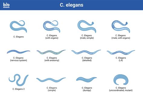 Icon Pack C Elegans Biorender Science Templates