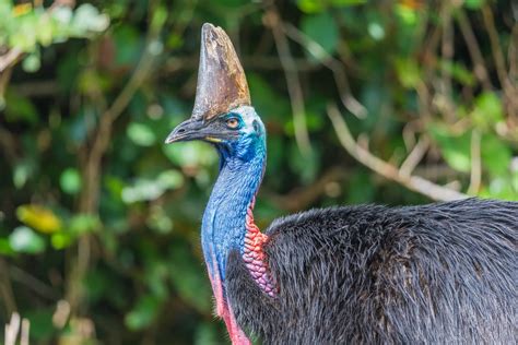 Southern Cassowary Fnq Chromaluxe