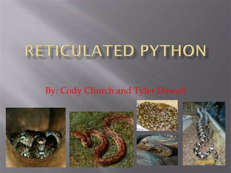Ppt Reticulated Python Powerpoint Presentation Free Download Id