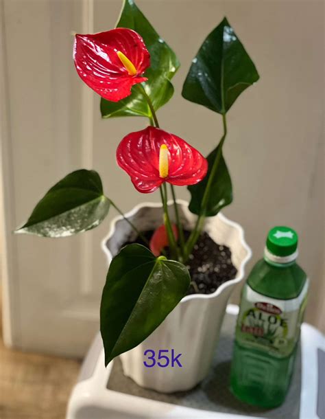 Та бүхэндээ амралтын Барын чих цэцгийн онлайн дэлгүүр