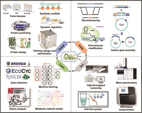 Enabling Technologies And Applications Of Synthetic Biology For The Download Scientific Diagram