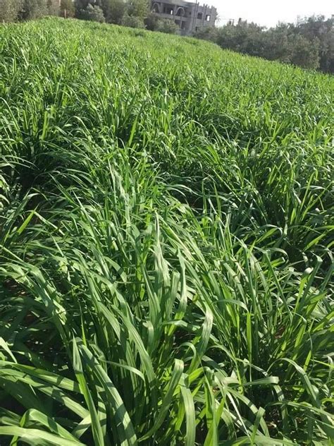 Natural Fodder Seeds Guinea Grassroyal Guinea Grass Seeds Packaging