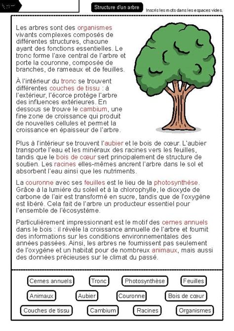 Structure Of A Tree Fill In The Blank Biology Worksheets French
